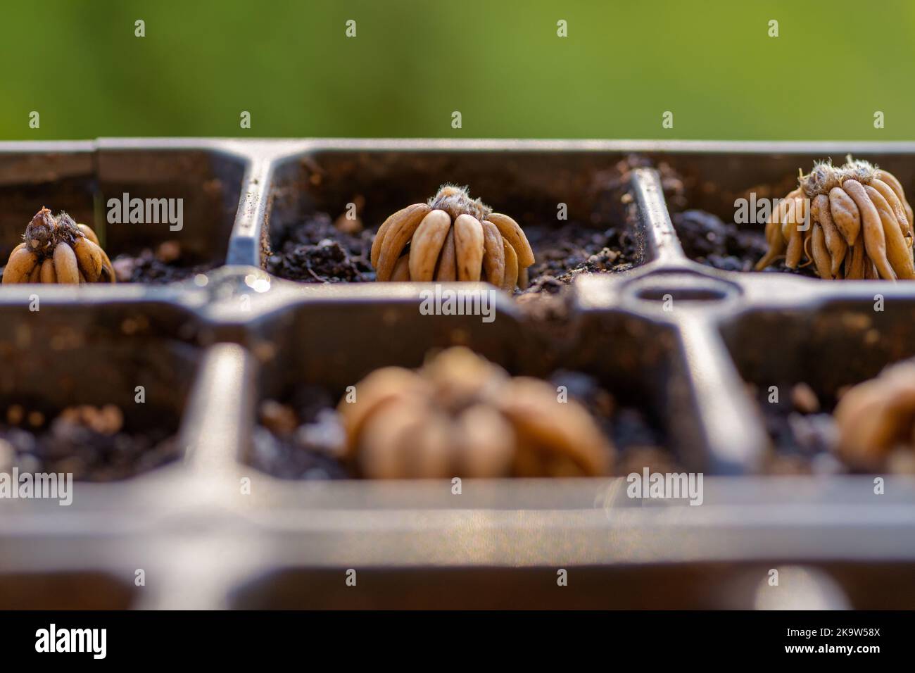 Ranunculus asiaticus or persian buttercup. Presoaked ranunculus corms ...