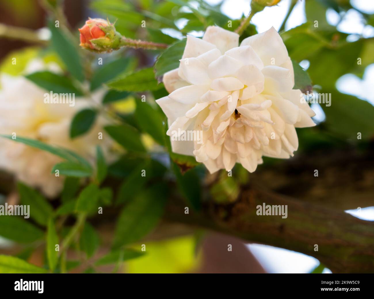 Climbing iceberg hi-res stock photography and images - Alamy