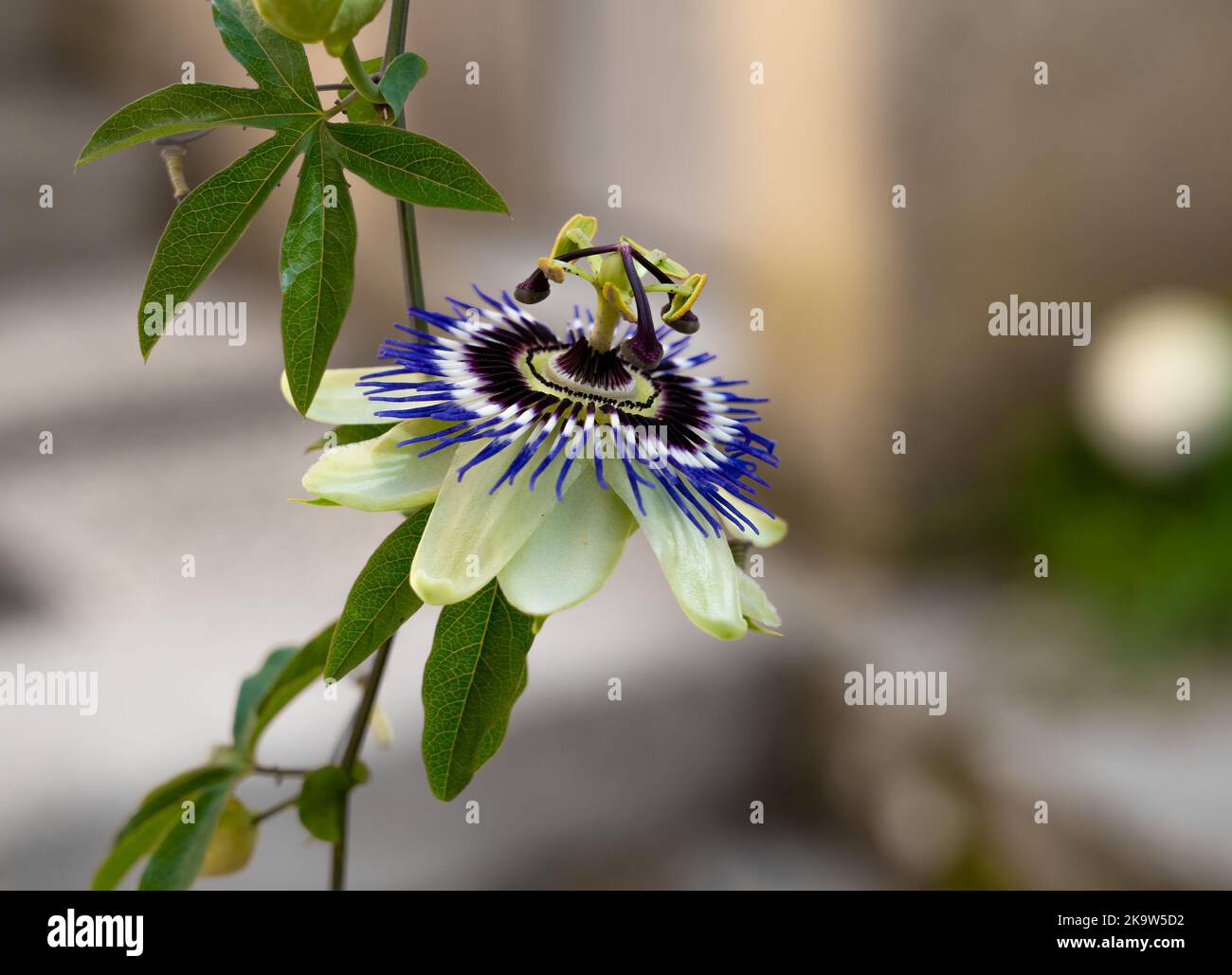 detailed close-up of Passiflora Blue Bouquet passion flower in summer ...