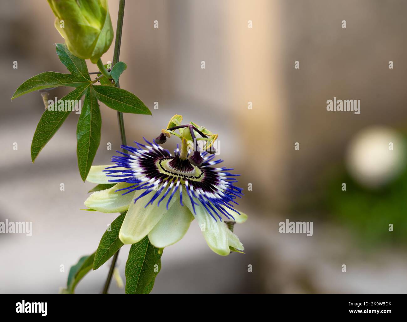 detailed close-up of Passiflora Blue Bouquet passion flower in summer ...
