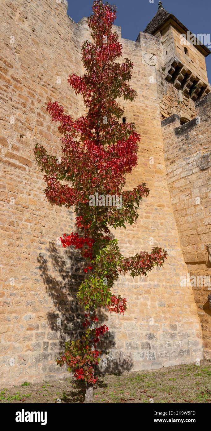 Creeper architecture park wall hi-res stock photography and images - Alamy