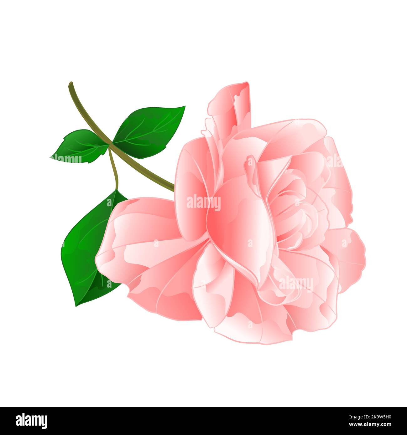 Centifolia rose Stock Vector Images - Alamy