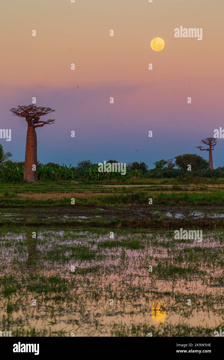 Allee des Baobabs - Avenue of the Baobabs in Morondova, Madagascar ...