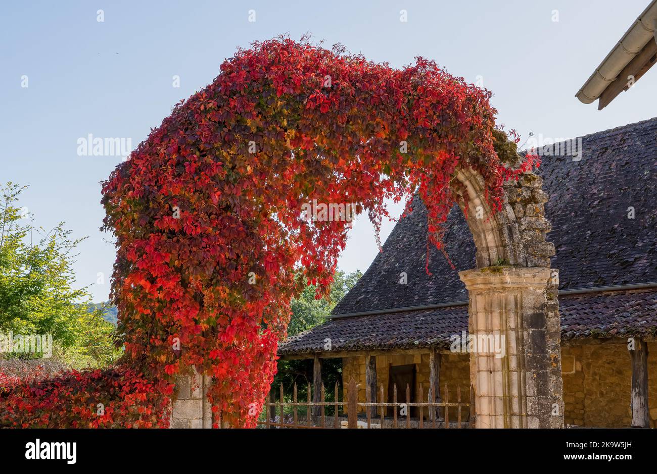 vibrant red and green Virginia creeper (Parthenocissus quinquefolia ...