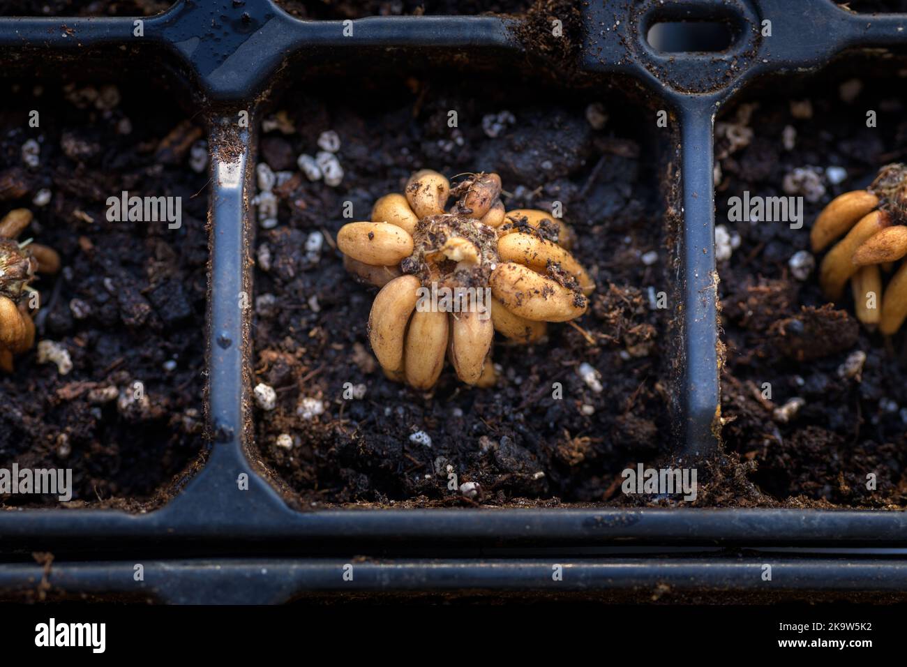 Ranunculus asiaticus or persian buttercup. Presoaked ranunculus corms ...