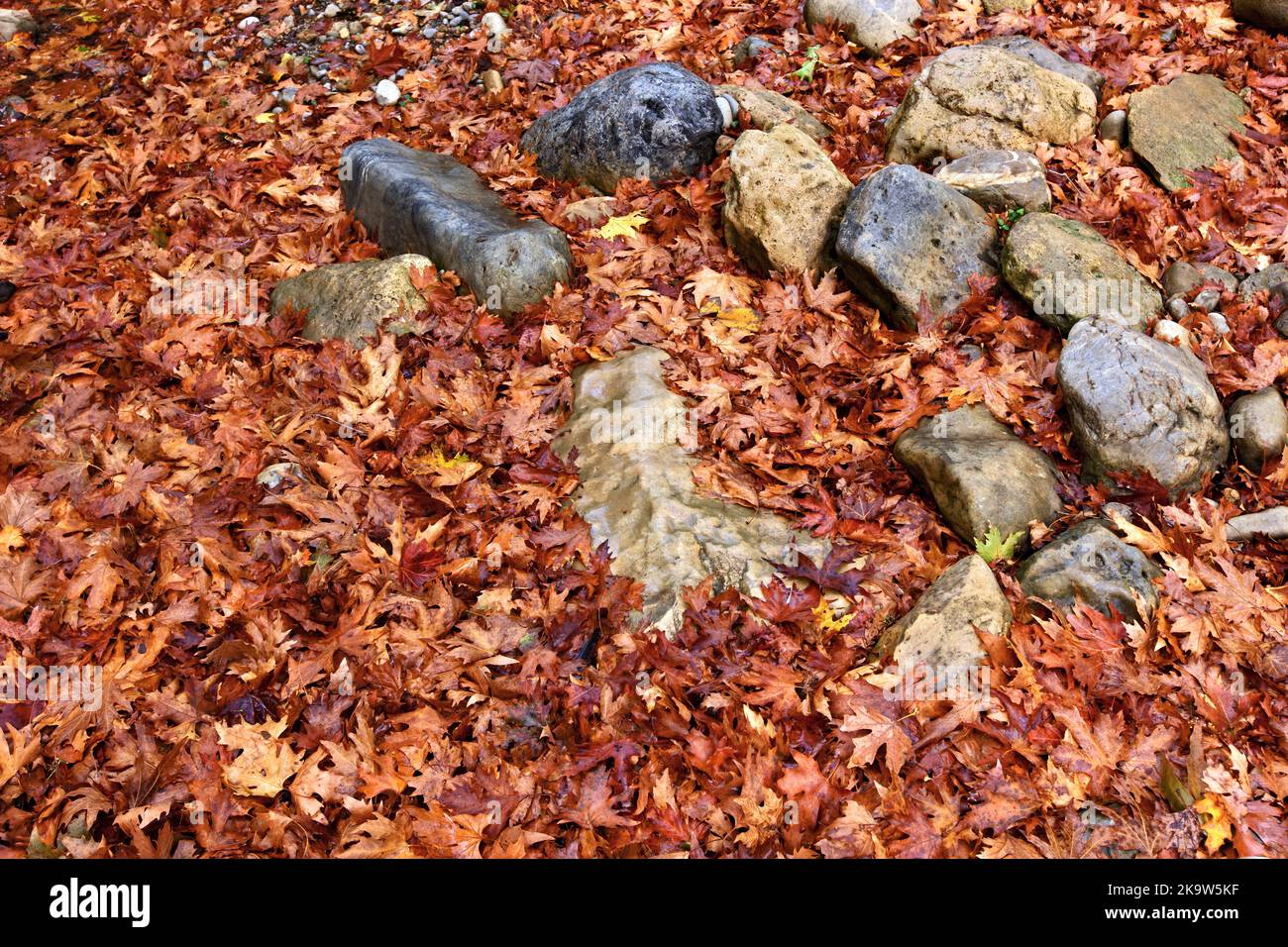 Colorful platanus leaves on the ground during fall season, in ...