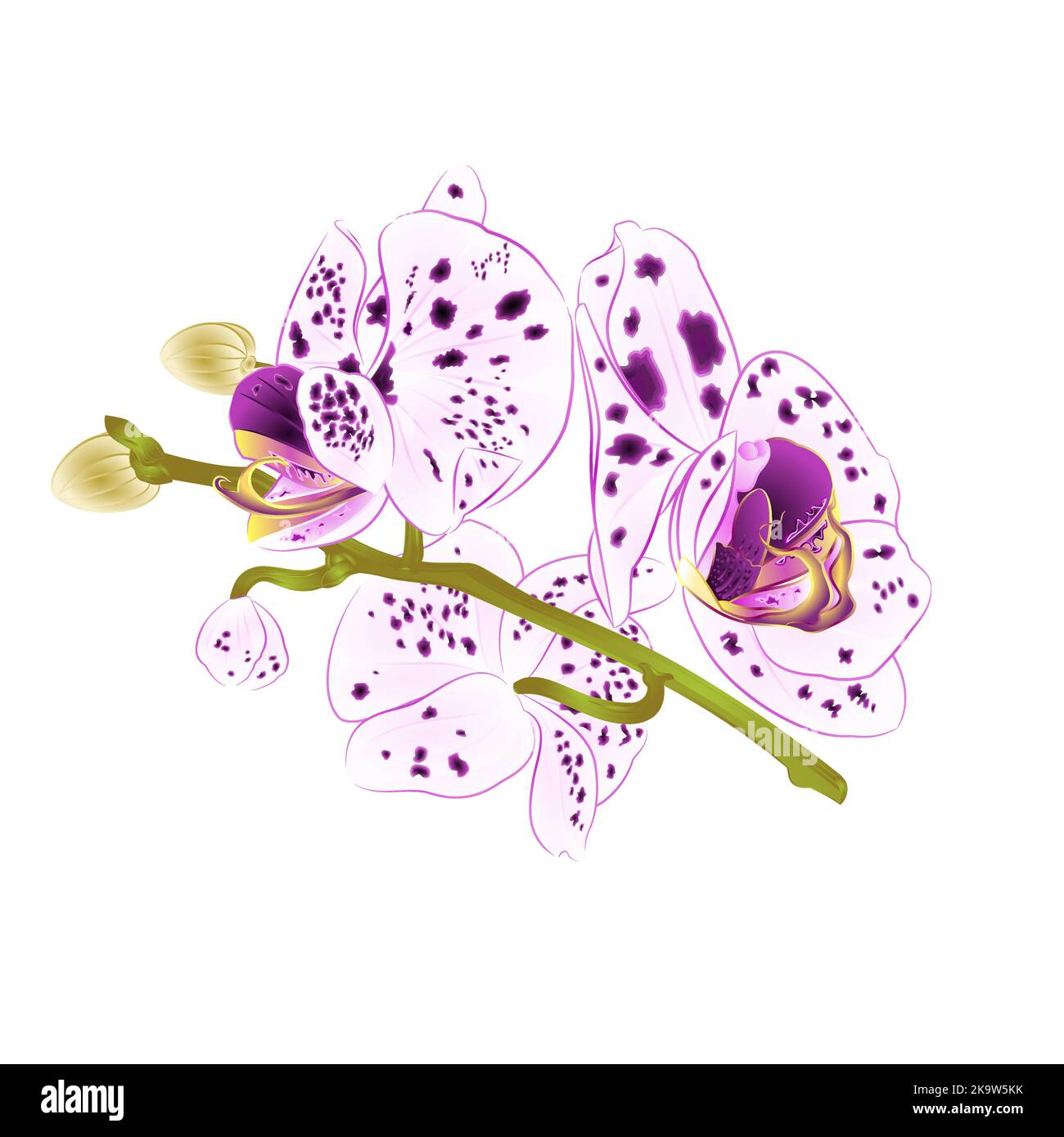 Beautiful dots Orchid purple and white stem with flowers and buds ...
