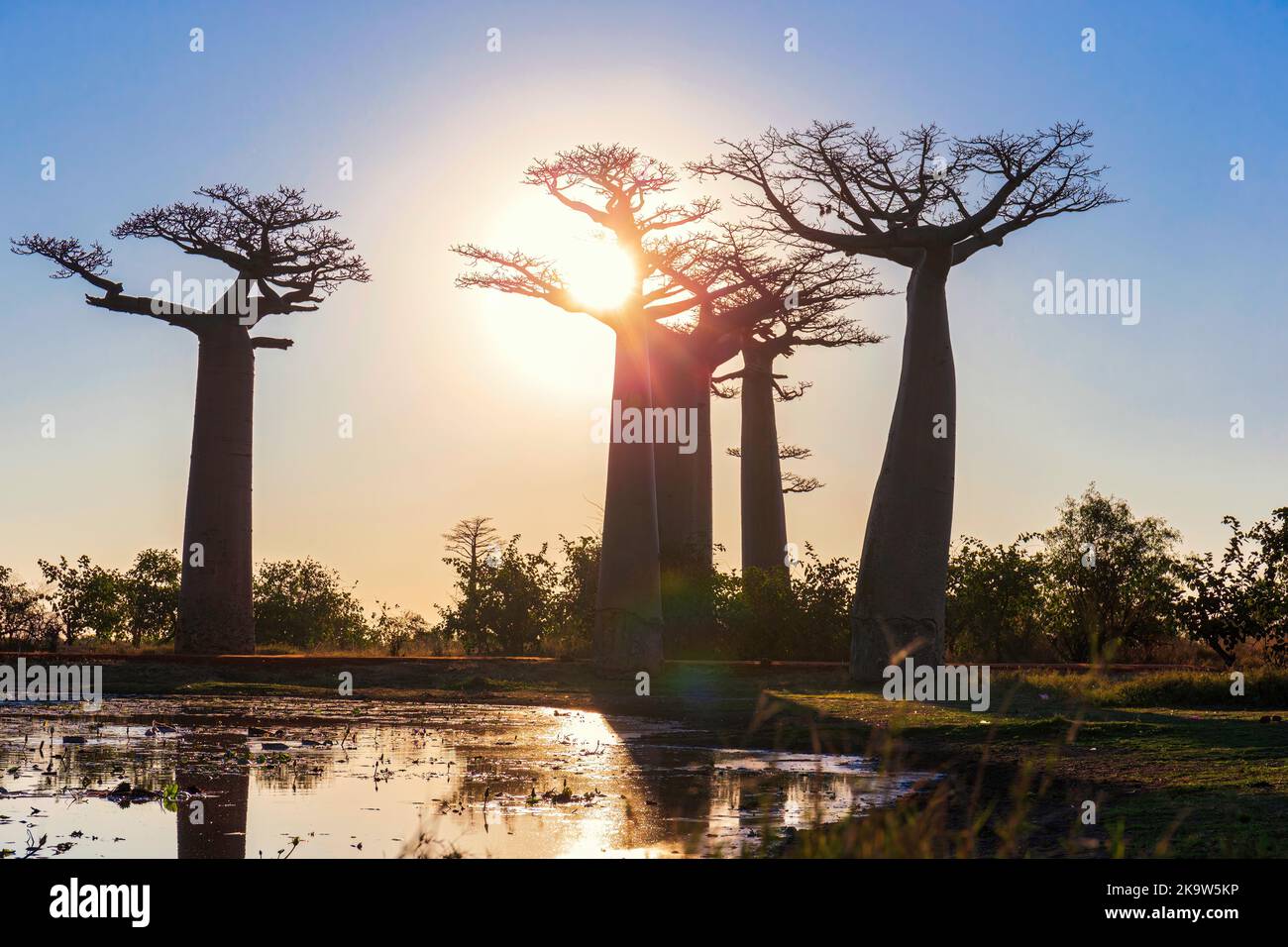 Allee des Baobabs - Avenue of the Baobabs in Morondova, Madagascar ...