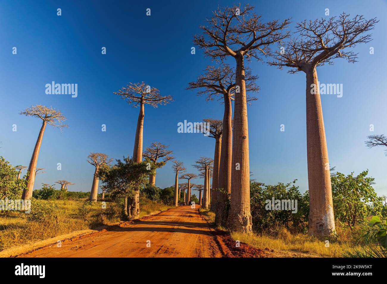 Allee des Baobabs - Avenue of the Baobabs in Morondova, Madagascar ...