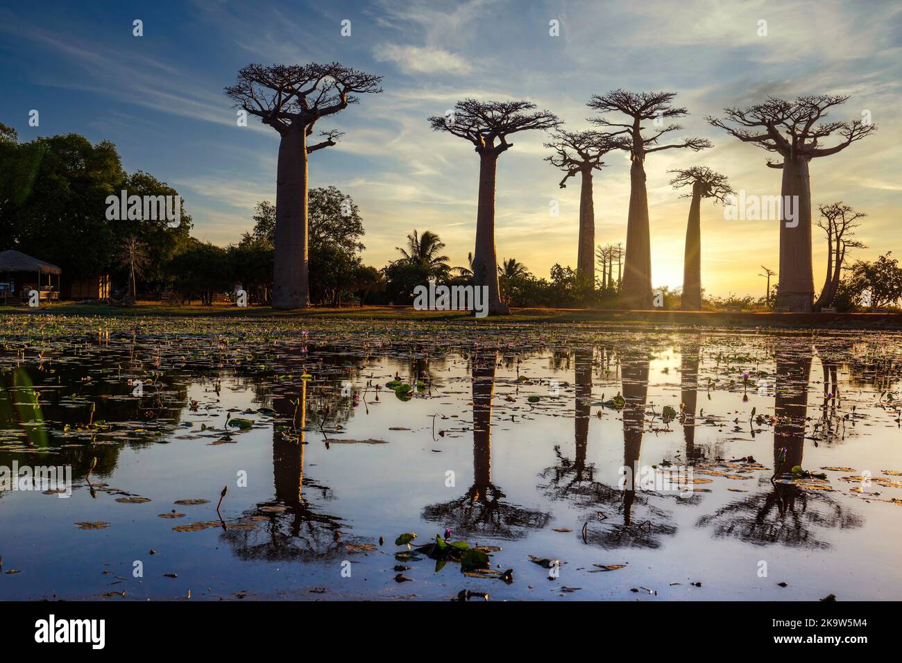 Allee des Baobabs - Avenue of the Baobabs in Morondova, Madagascar ...