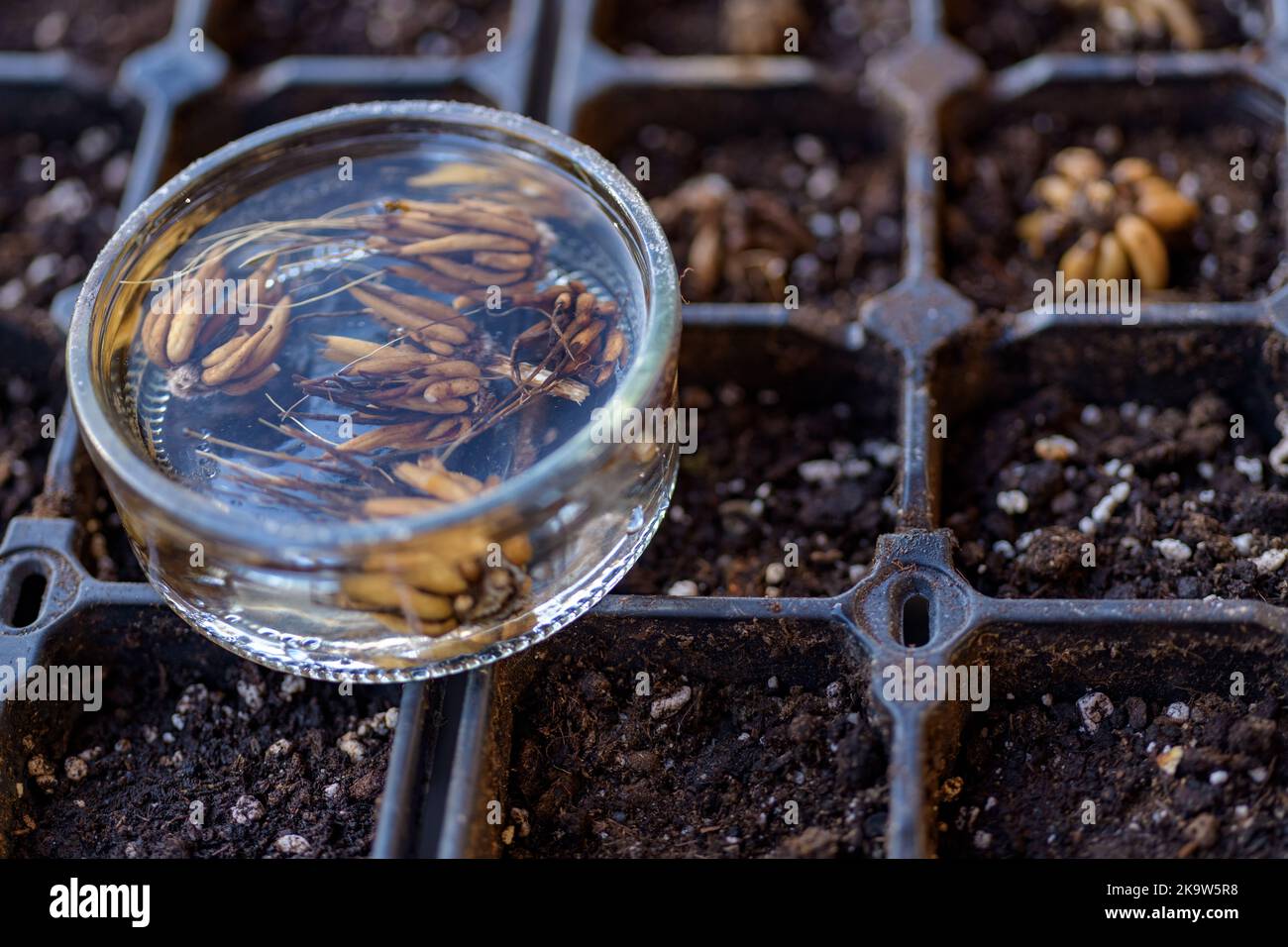 Ranunculus asiaticus or persian buttercup. Presoaking ranunculus corms ...