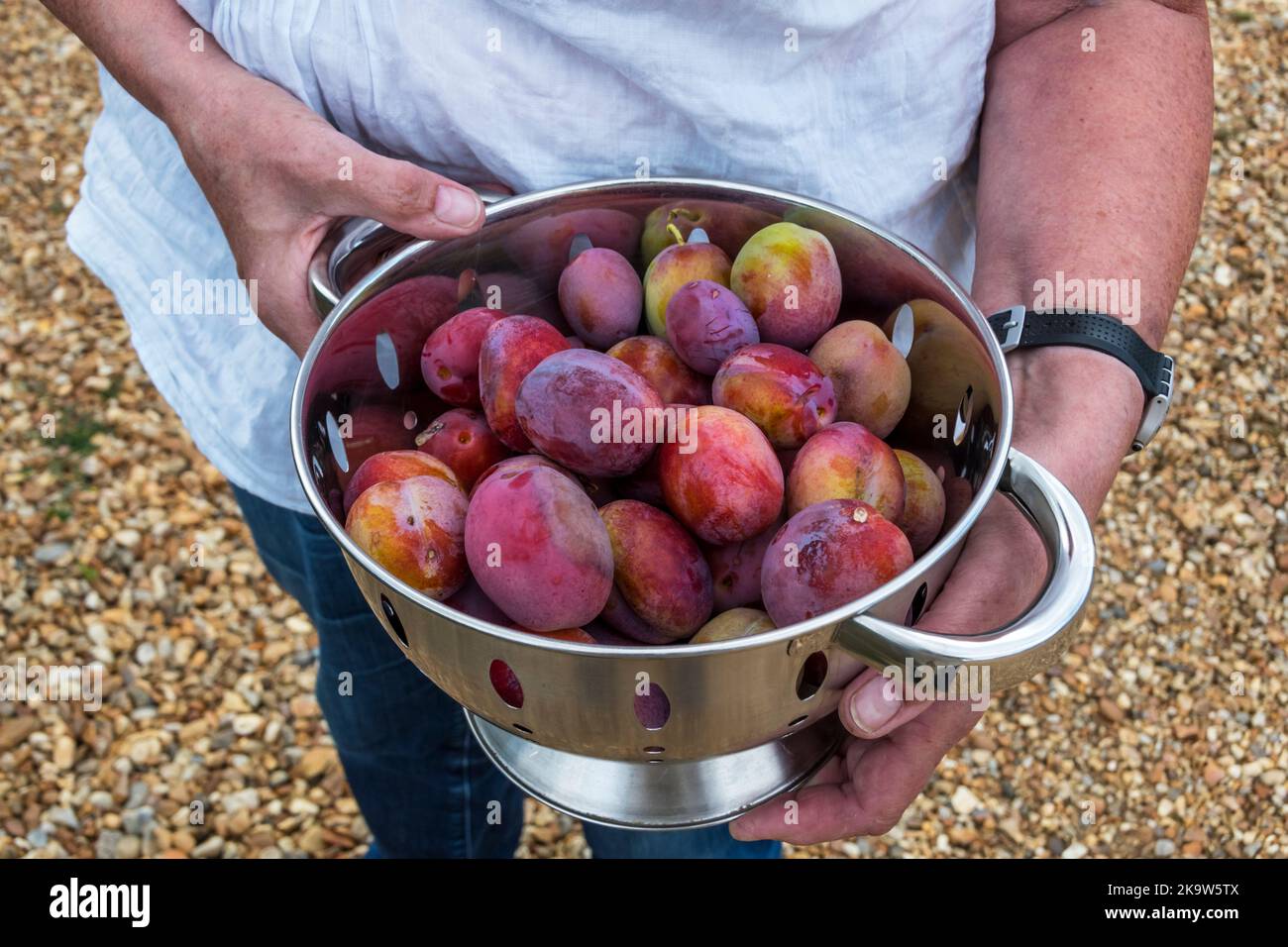 Woman with a colander full of plums picked from a tree in her garden ...