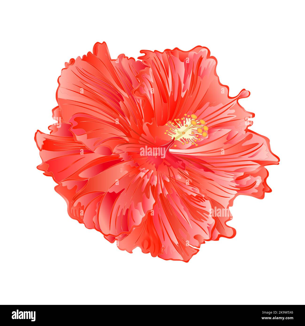 Flower tropical plant pink hibiscus on a white background vintage ...