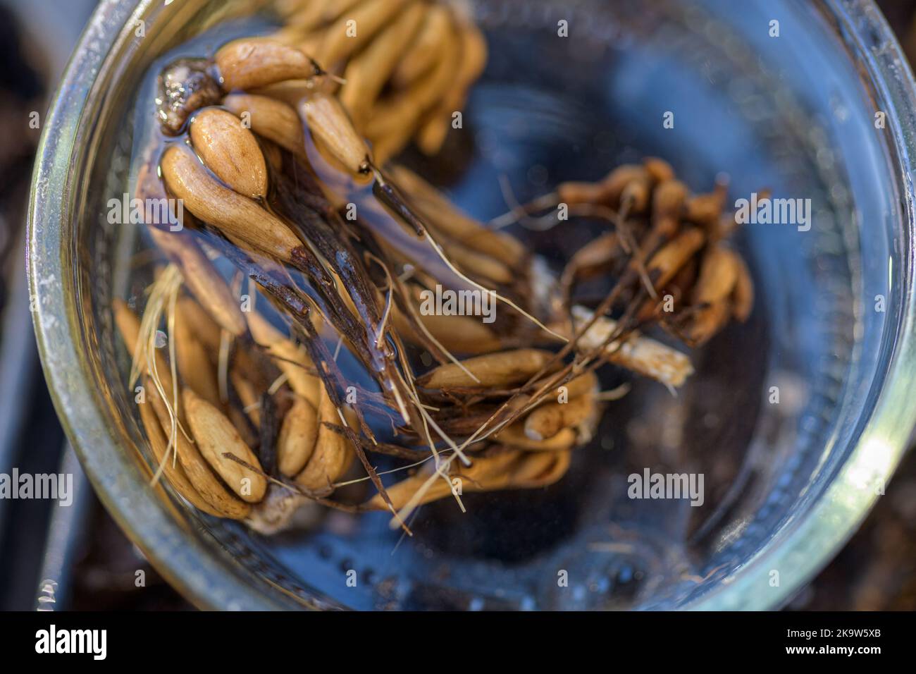 Presoaked hi-res stock photography and images - Alamy
