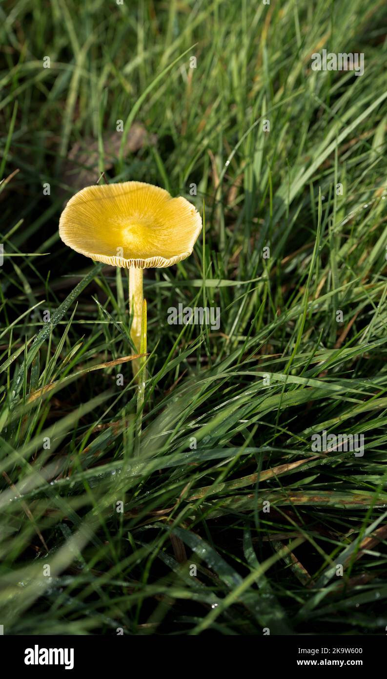 close up of a Golden Waxcap mushroom (Hygrocybe chlorphana Stock Photo ...