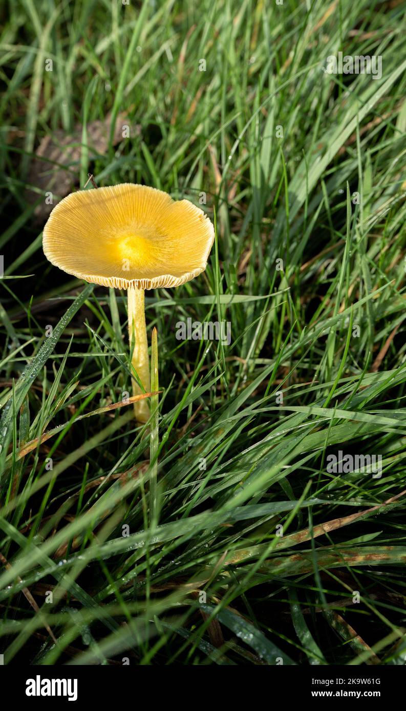 close up of a Golden Waxcap mushroom (Hygrocybe chlorphana Stock Photo ...