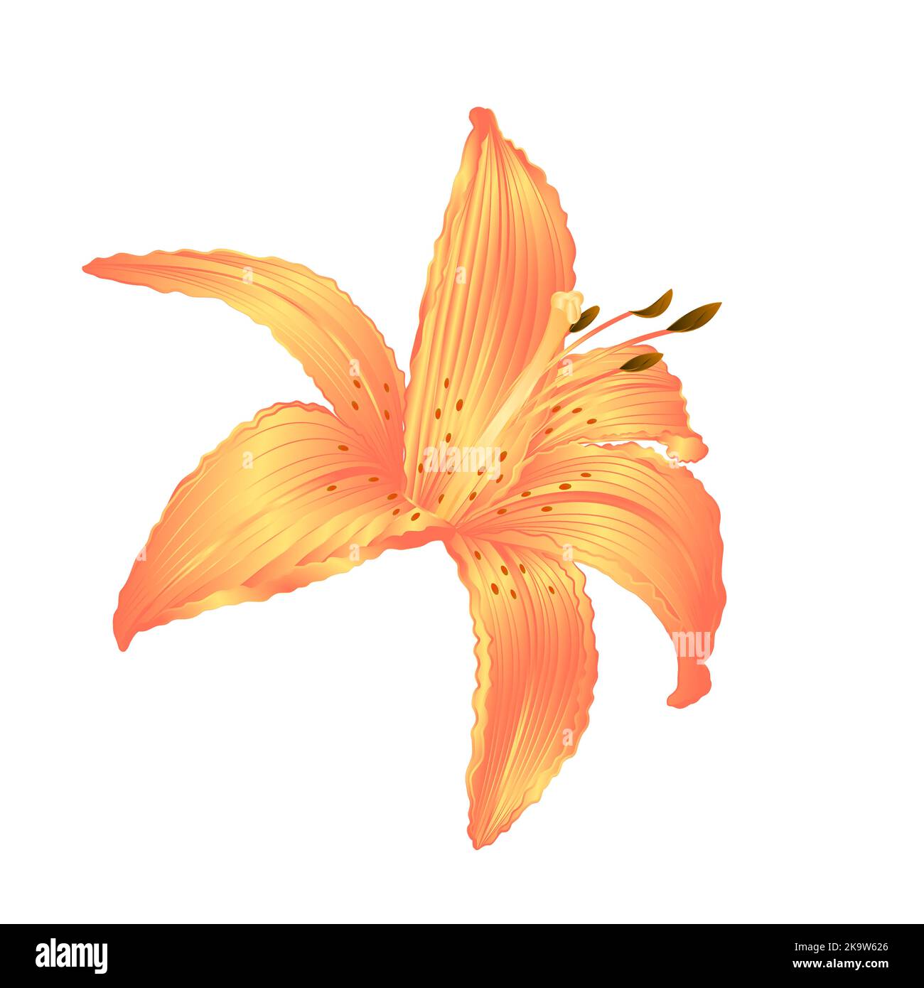 Lily yellow flower Lilium candidum editable on a white background ...