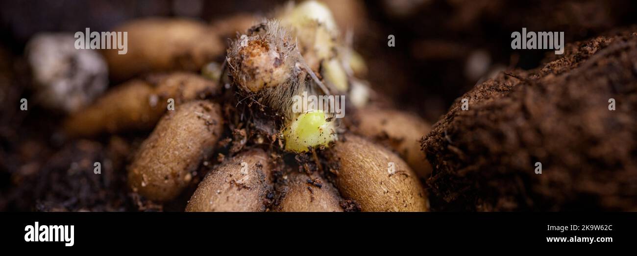 Ranunculus asiaticus or persian buttercup. Sprouting ranunculus corms ...