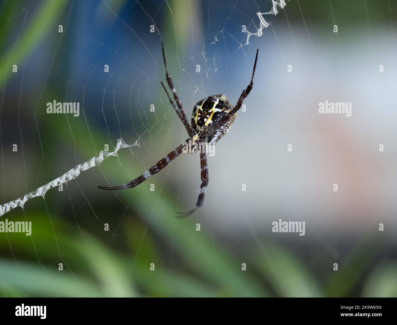 Unidentified Indonesian Spider on Web Stock Photo - Alamy