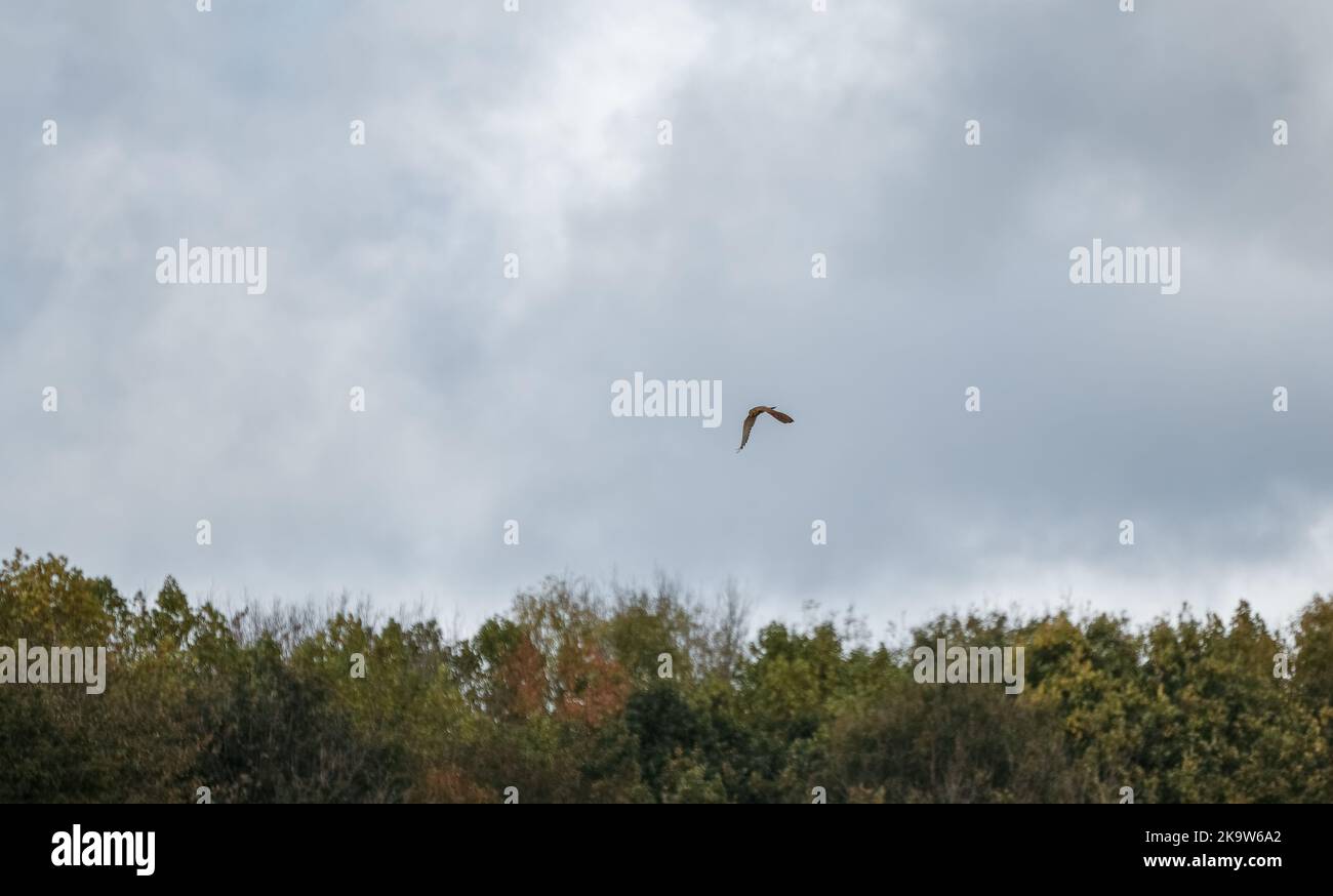 close-up of a colourful Eastern Rosella Stock Photo - Alamy
