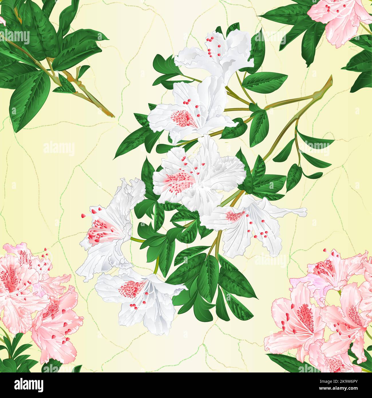 Seamless texture branch light pink and white flowers rhododendron ...