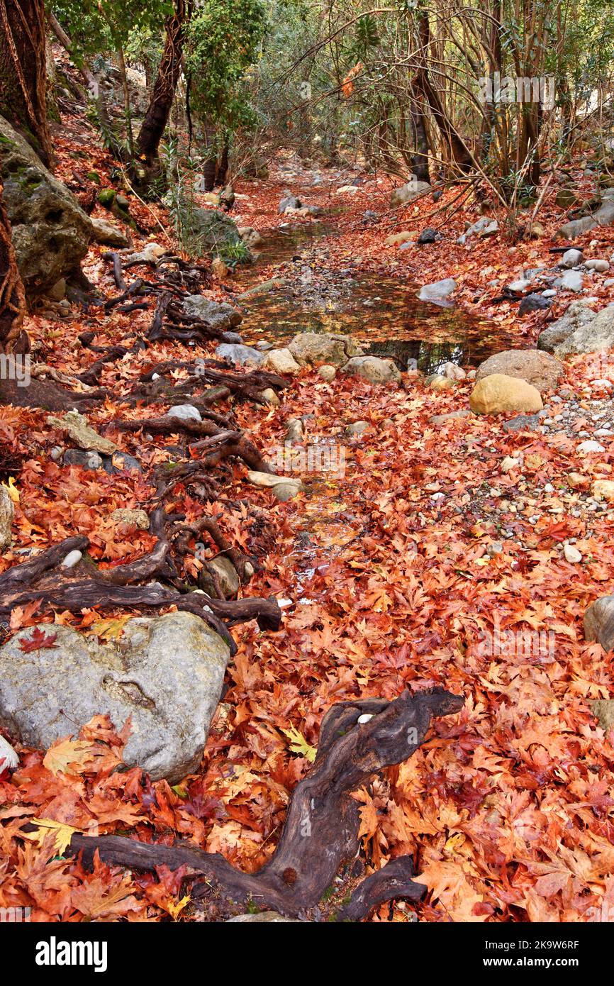 Beautiful autumn landscape with lots of red fallen leaves and tree ...