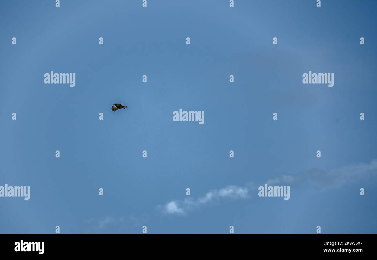 Black buzzard carrion crow hi-res stock photography and images - Alamy