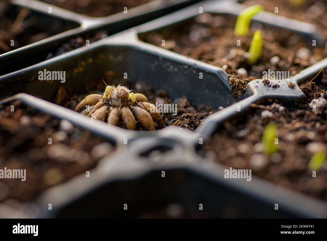 Ranunculus asiaticus or persian buttercup. Sprouting ranunculus corms ...