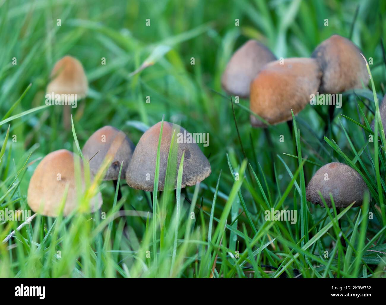 a sproutness of wild bell mushrooms growing in grassland Wiltshire UK ...