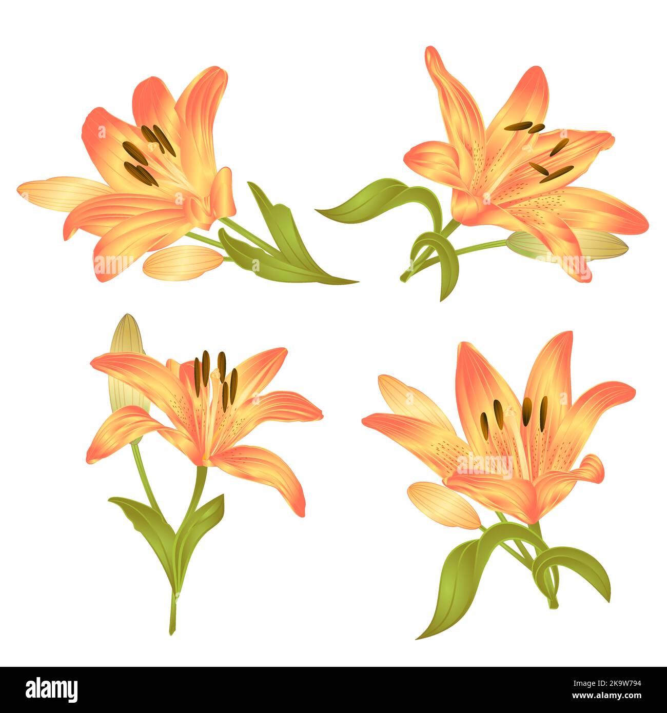 Yellow Lily Lilium candidum,flower with leaves and bud on a white ...