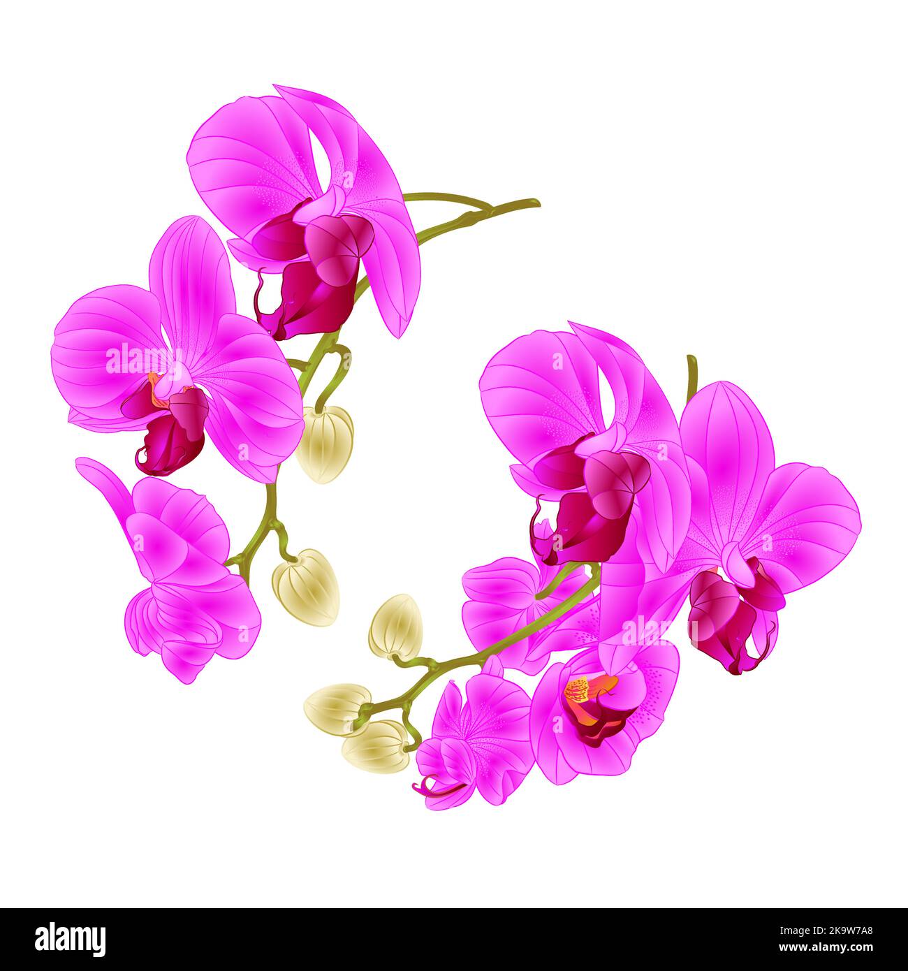 Branches Orchids Purple Flowers Tropical Plant Phalaenopsis On A White