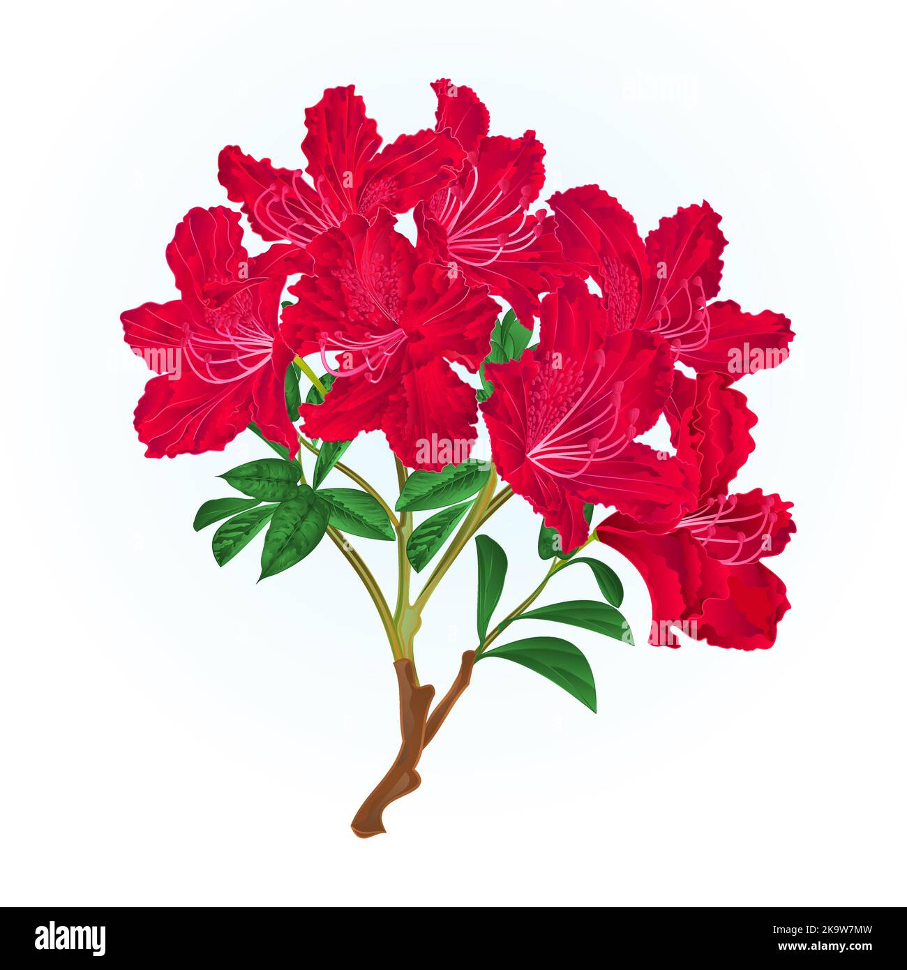 Red rhododendron branch mountain shrub vintage vector illustration ...