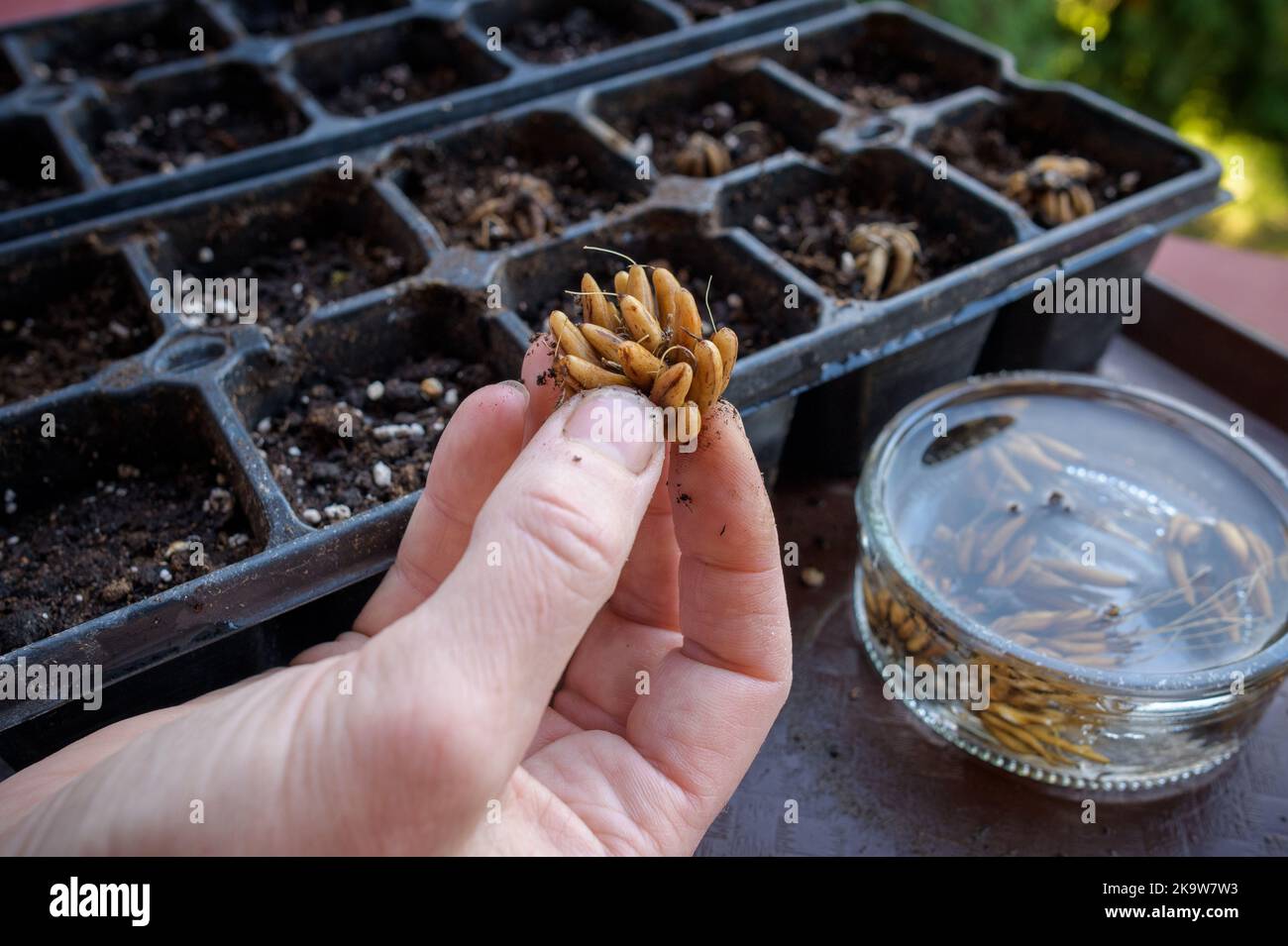 Ranunculus asiaticus or persian buttercup. Woman planting presoaked ranunculus corms into a seed ...