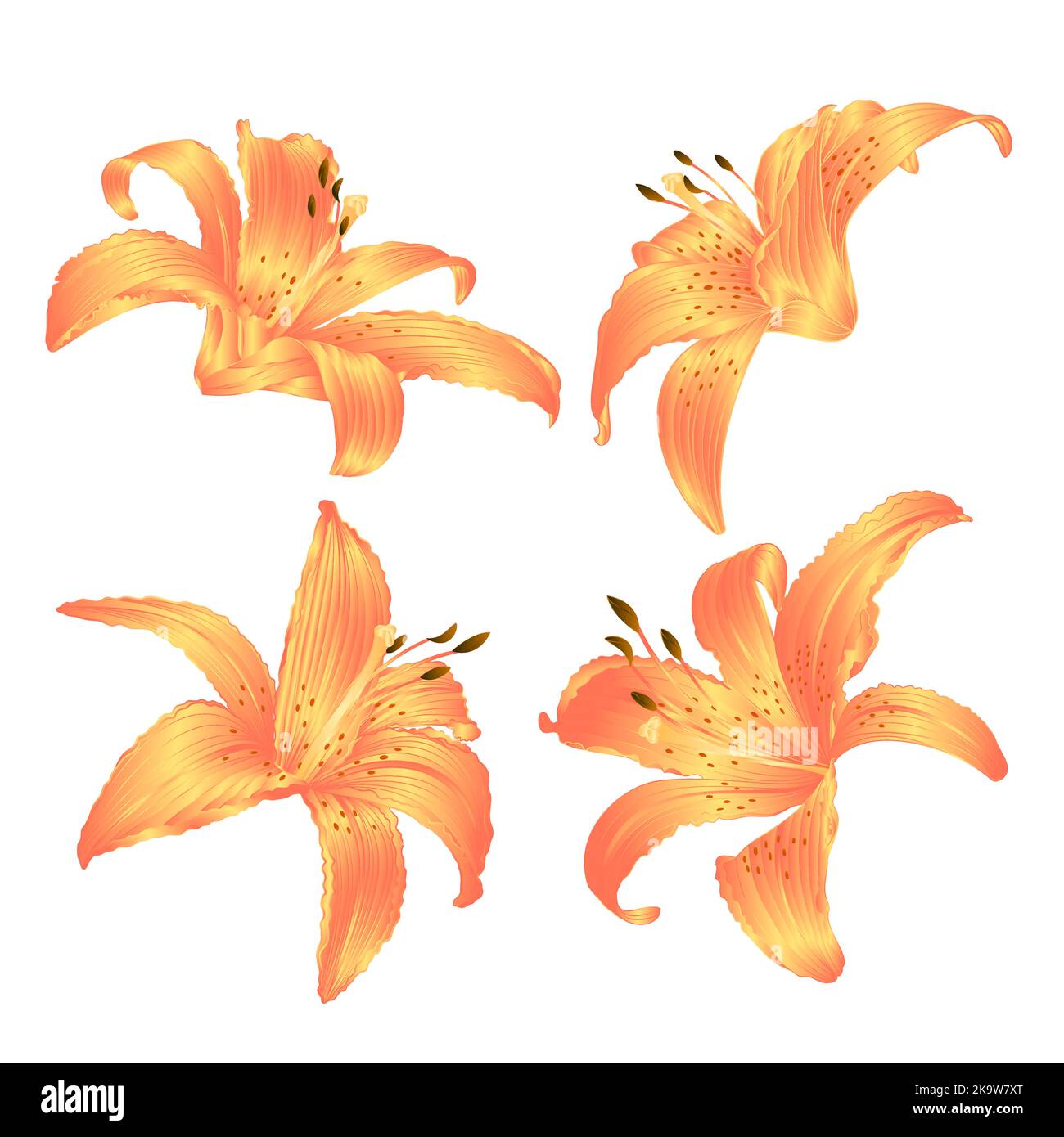 Lily yellow Lilium candidum, a white flowers set second on a white ...