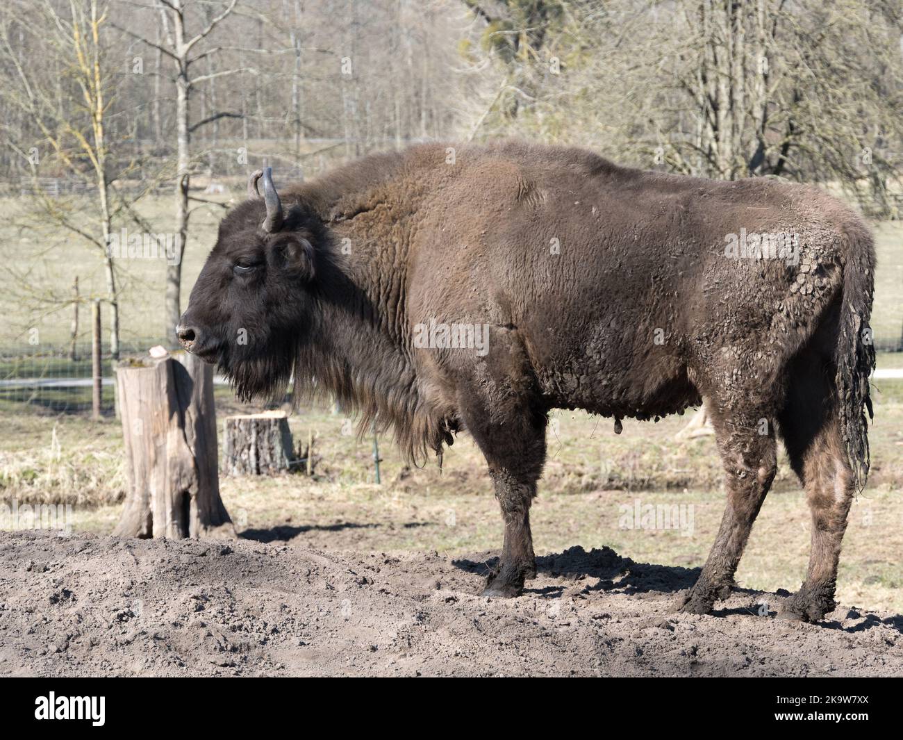 bison bonasus walking in the park, Wiesent Stock Photo - Alamy