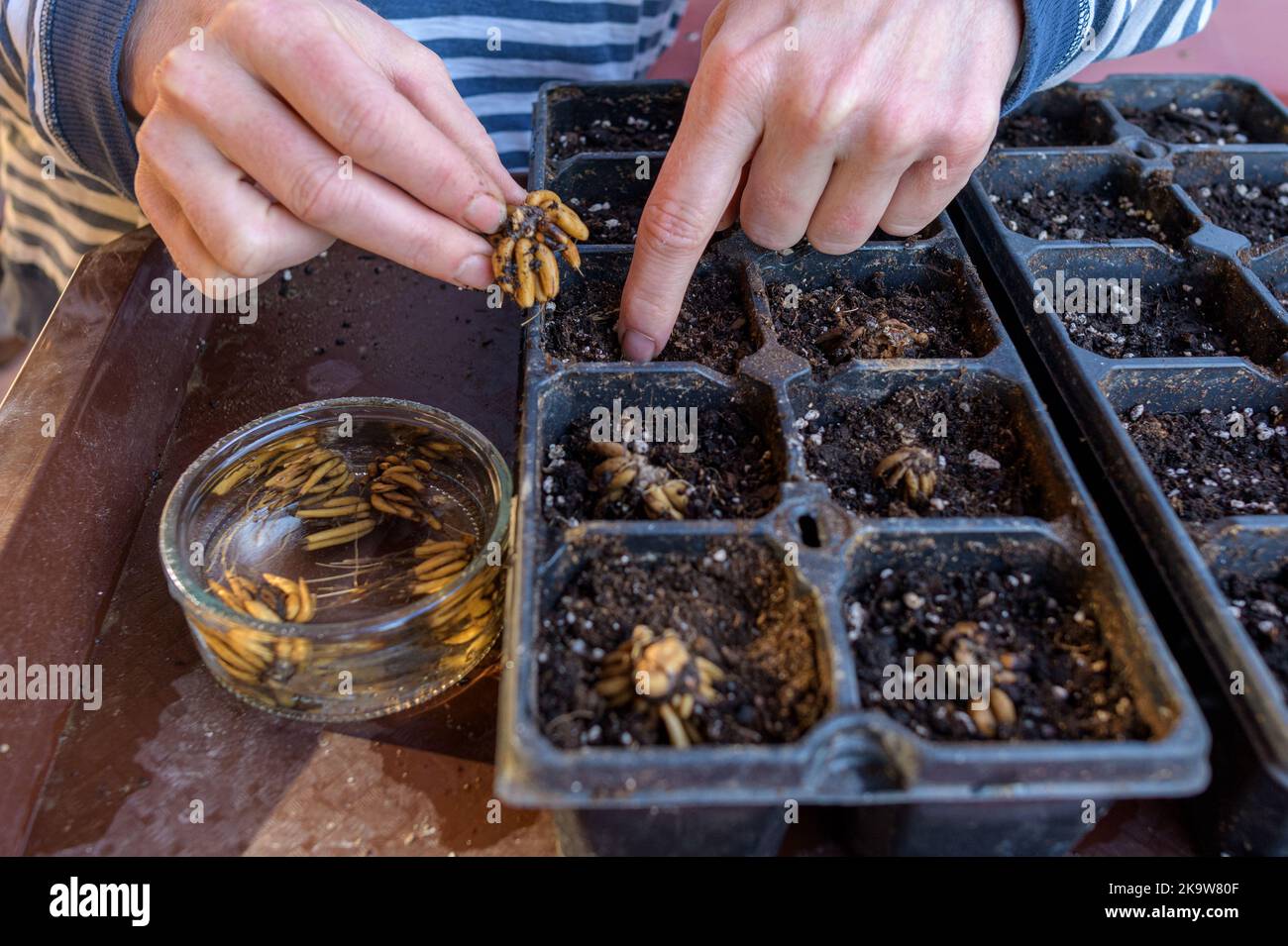 Ranunculus asiaticus or persian buttercup. Woman planting presoaked ...