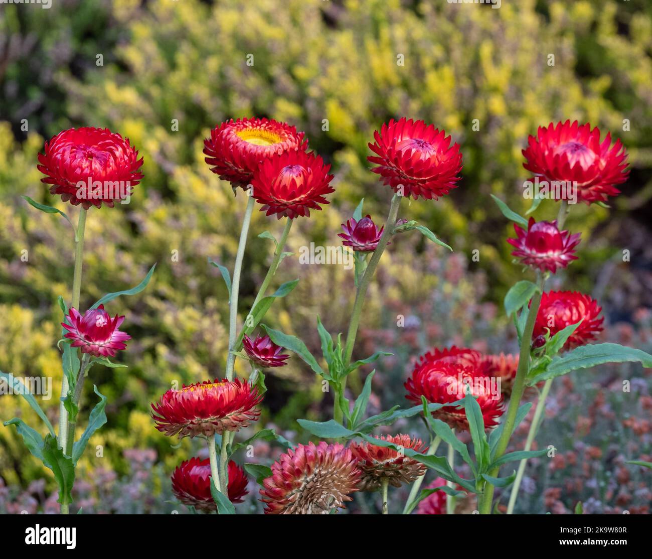 Brightly coloured Xerochrysum Bracteatum everlasting flowers, also ...