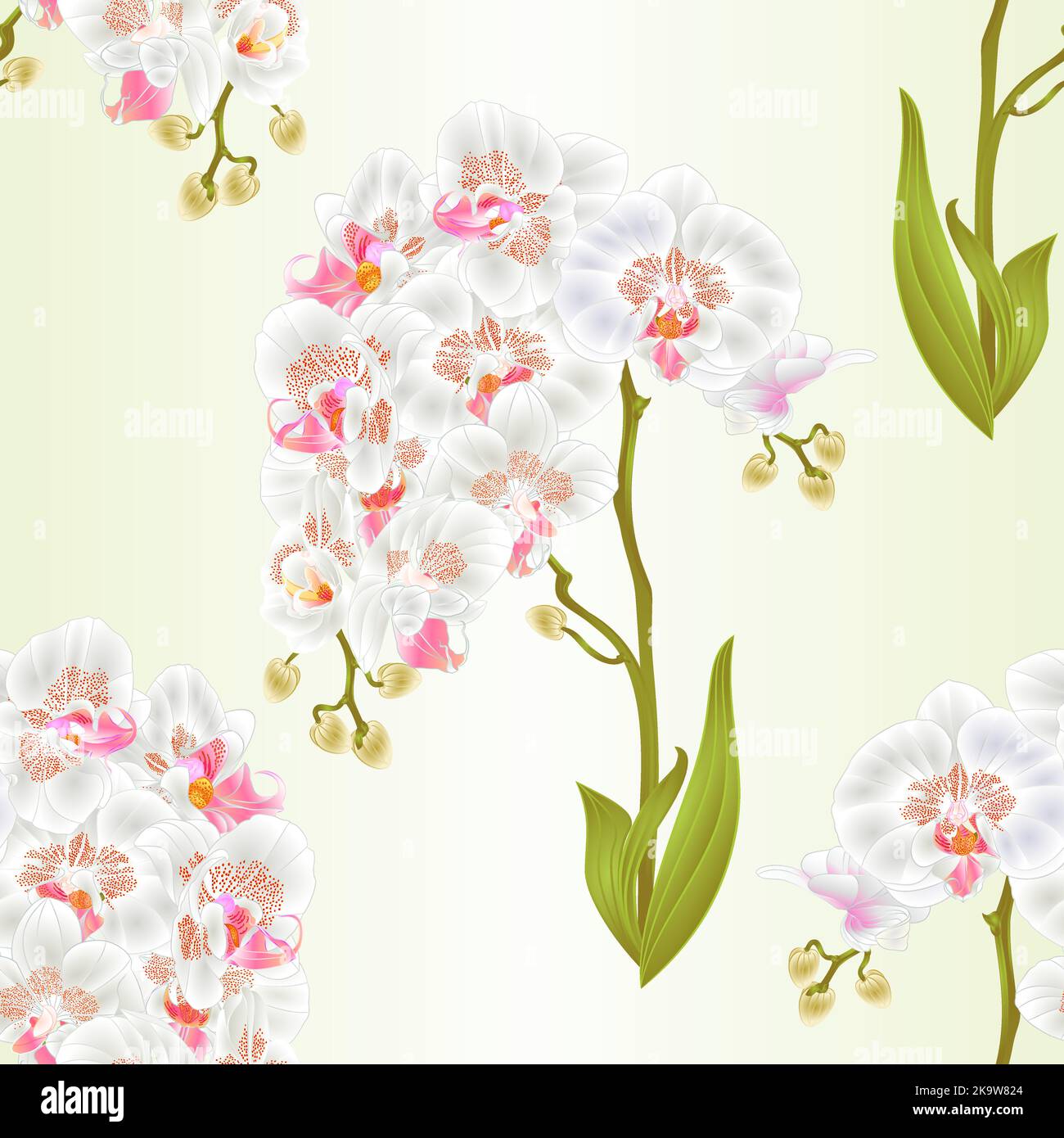 Seamless Texture Branches Orchid Phalaenopsis White Flowers And Leaves