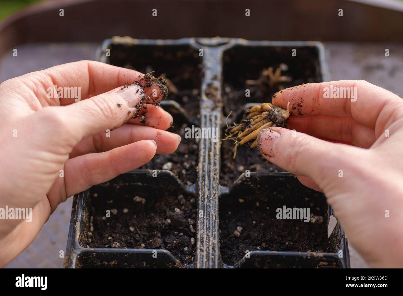 Ranunculus asiaticus or persian buttercup. Woman planting presoaked ranunculus corms into a seed ...