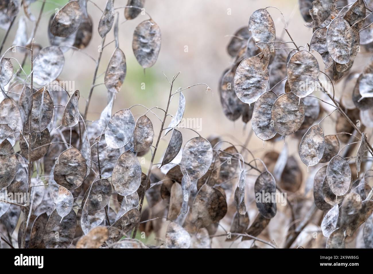 Silvery dried seed pods of the Lunaria Annua plant, called Honesty or ...