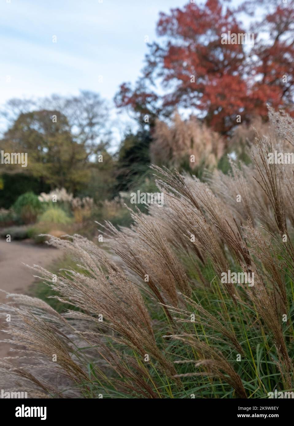 Stunning ornamental grasses, photographed at the RHS Wisley garden ...