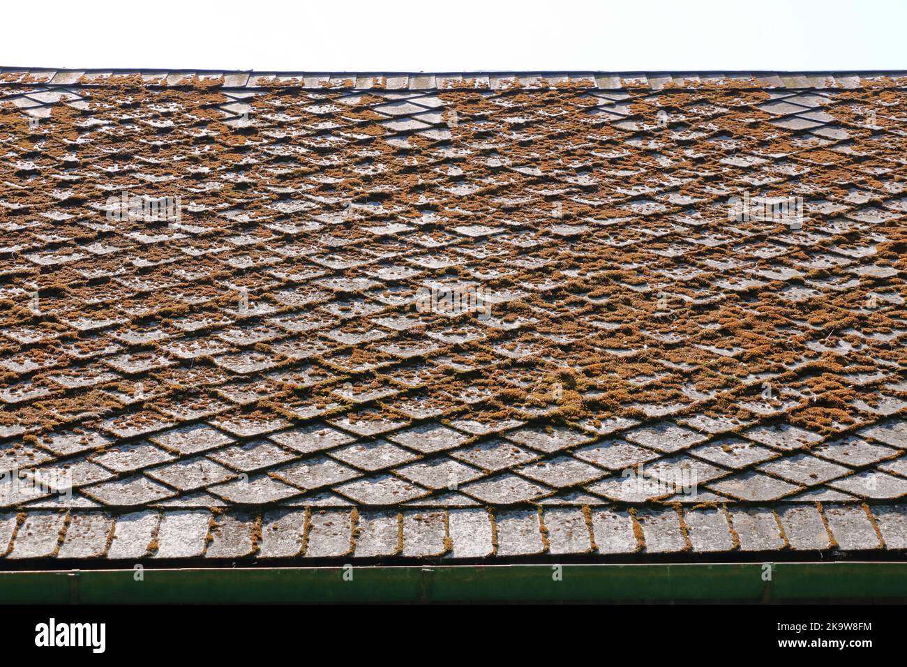 moss and algae on slate roof tiles Stock Photo - Alamy