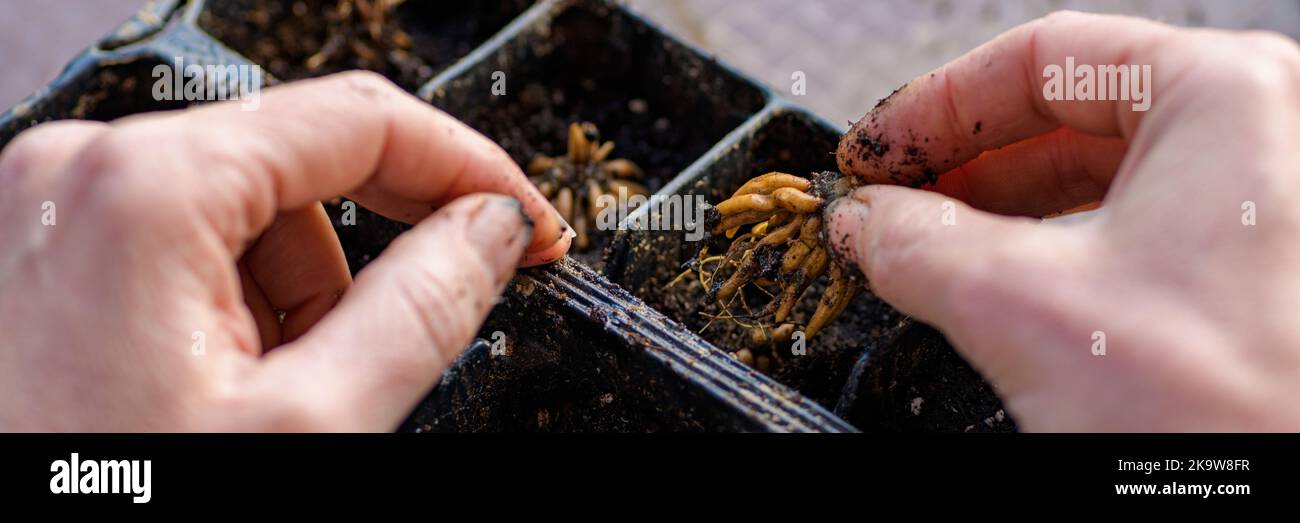Ranunculus asiaticus or persian buttercup. Woman planting presoaked ...