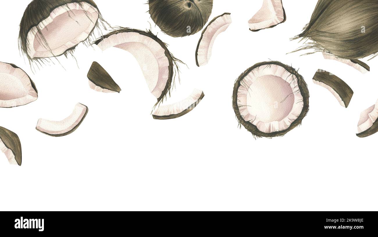 Whole and split coconuts and pieces. Watercolor illustration. A banner ...