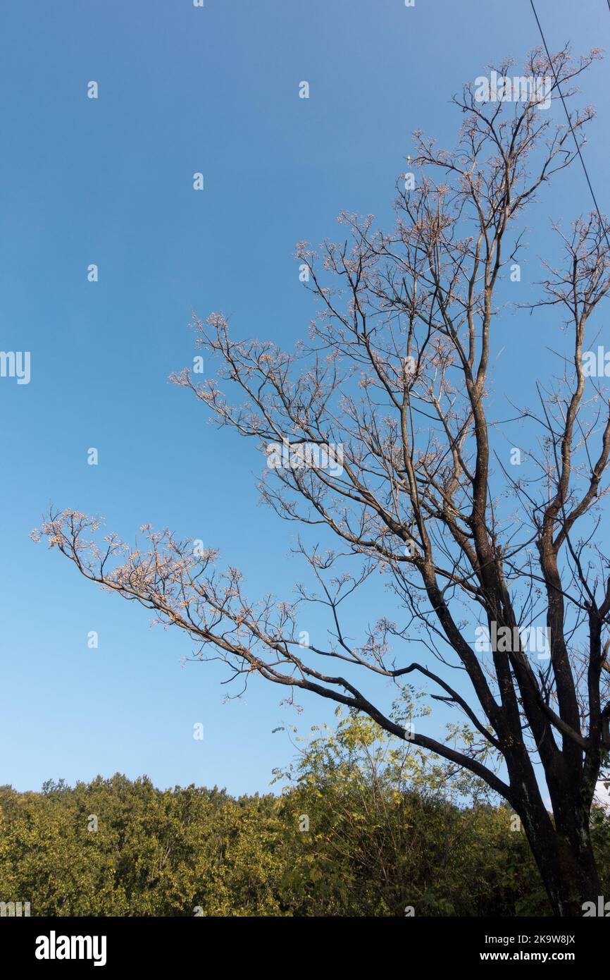 Melia azedarach, commonly known as the chinaberry tree. Blue sky in the ...