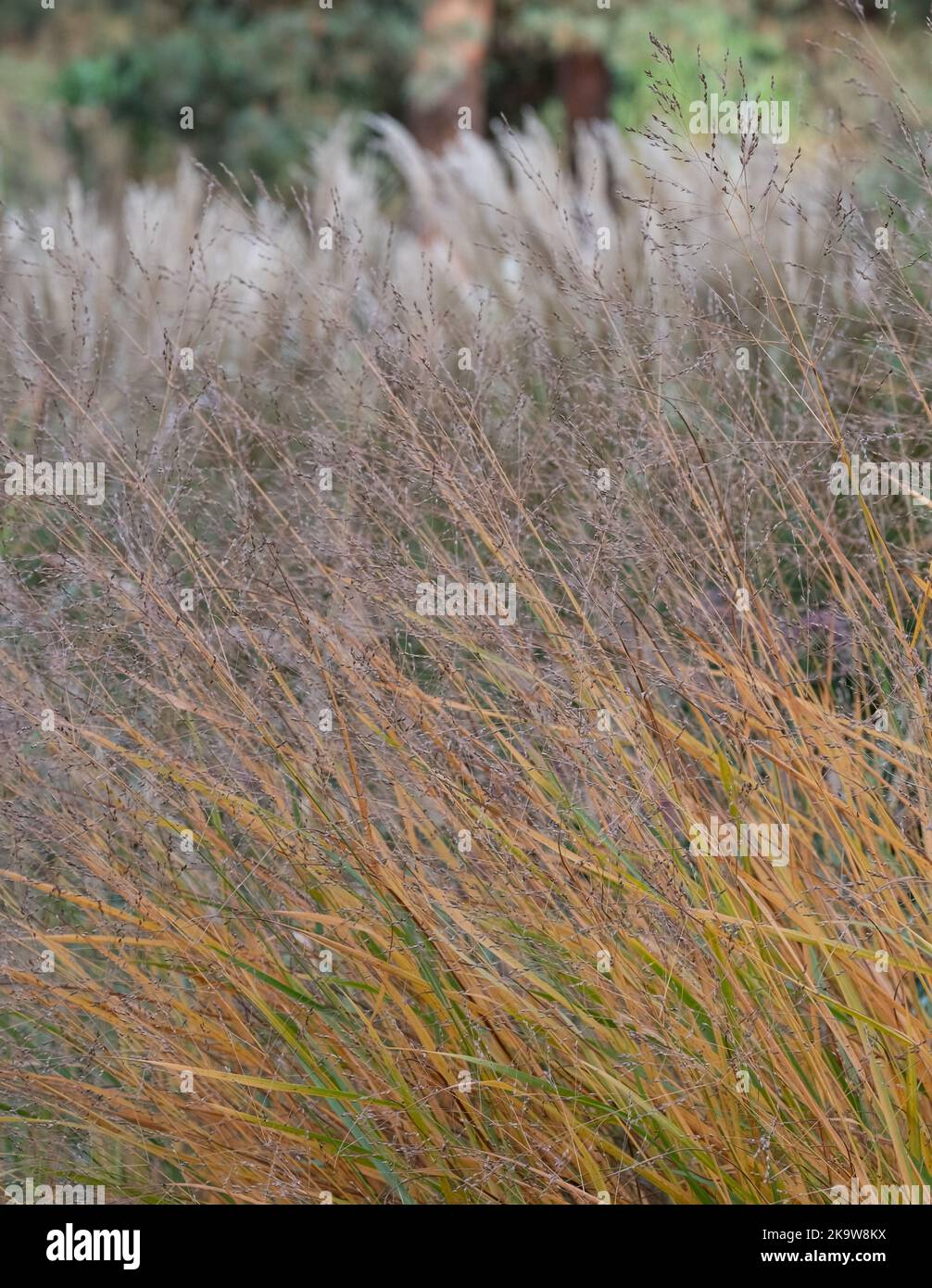 Stunning ornamental grasses, photographed at the RHS Wisley garden ...