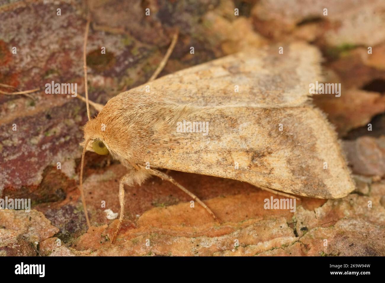 Detailed closeup on the Scarce Bordered Straw owlet moth, Helicoverpa ...