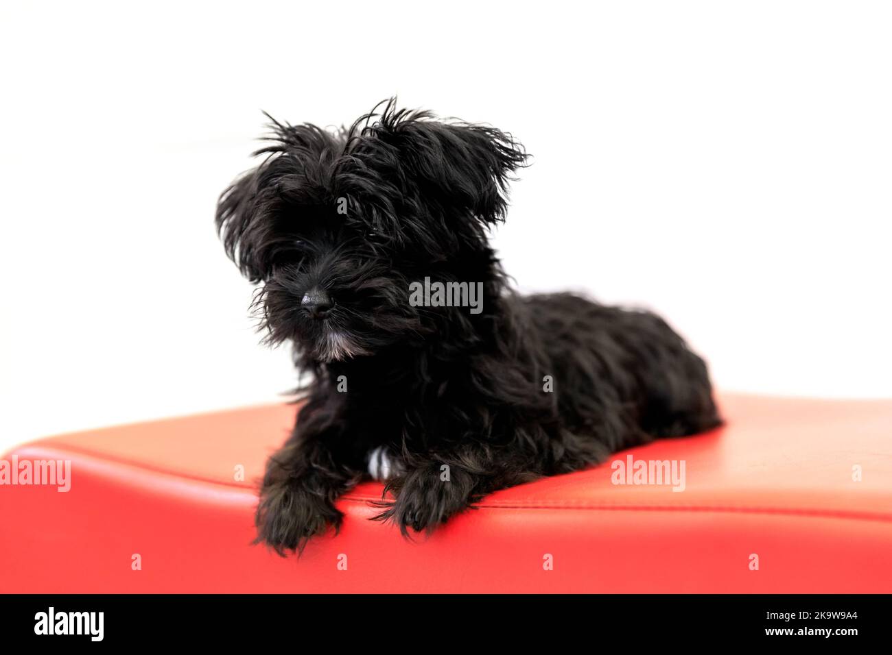 black Yorktese puppy dog wakeful on red sofa and ready to play ...