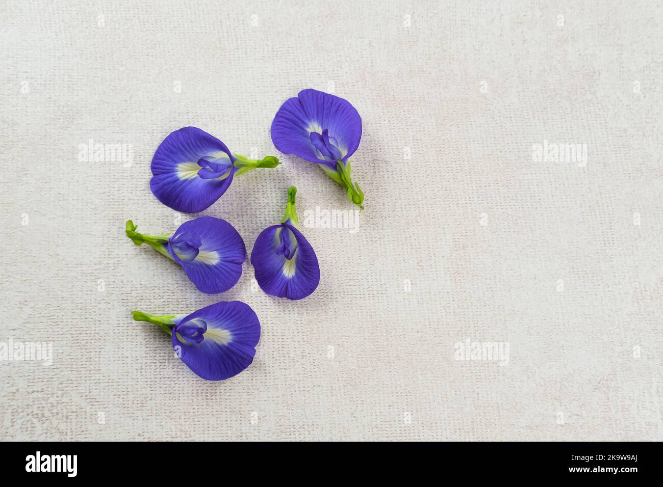 Telang flower, bunga Telang (Clitoria ternatea) is a vine that is ...