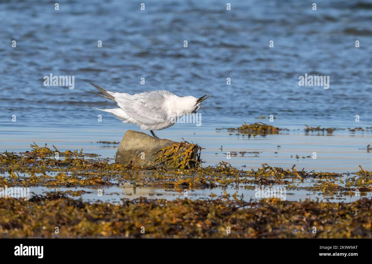 Young Sandwich tern, Thalasseus sandvicensis, in autumn just before ...